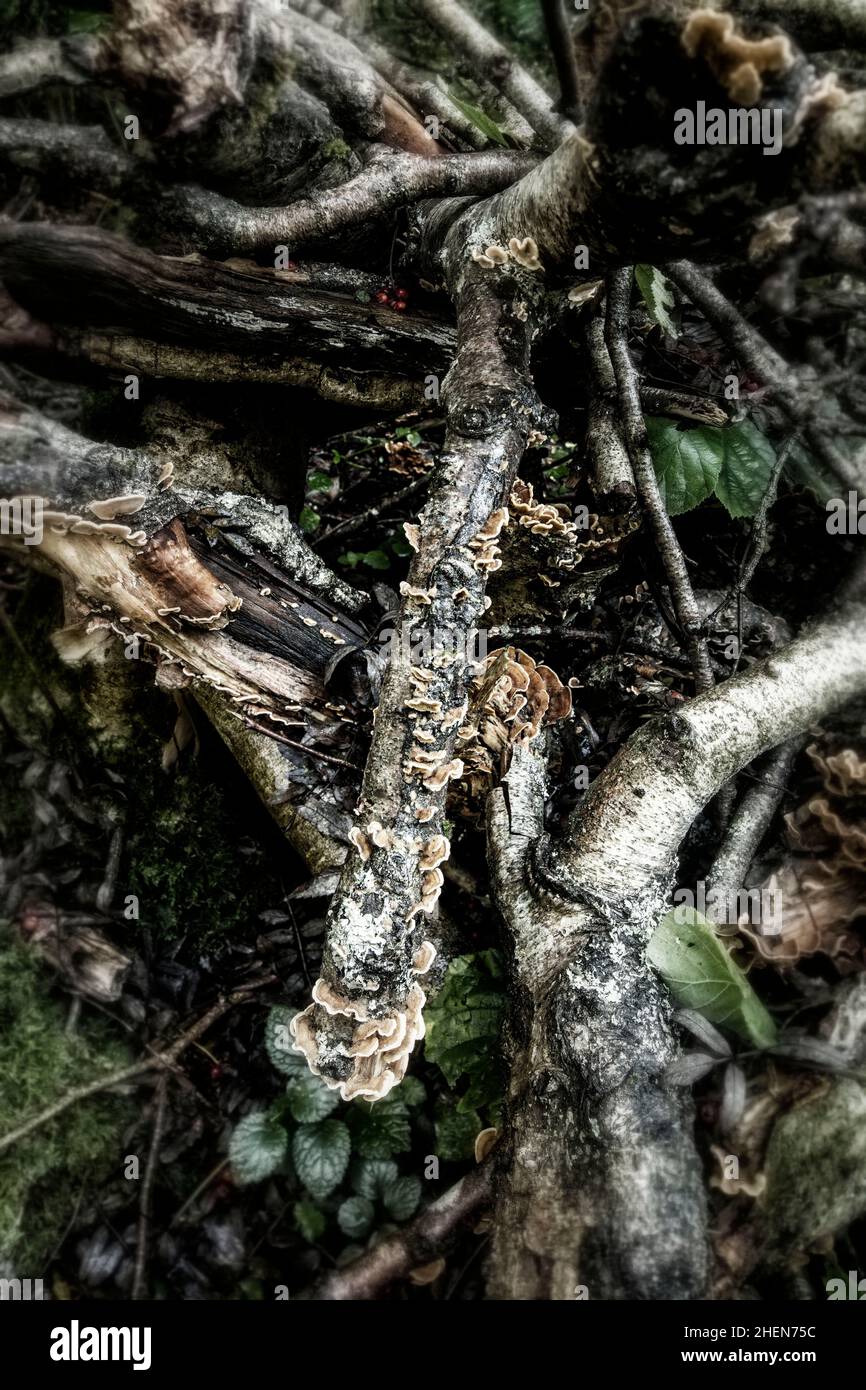 Patterns and textures in nature, intimate landscape of tree patterns ...