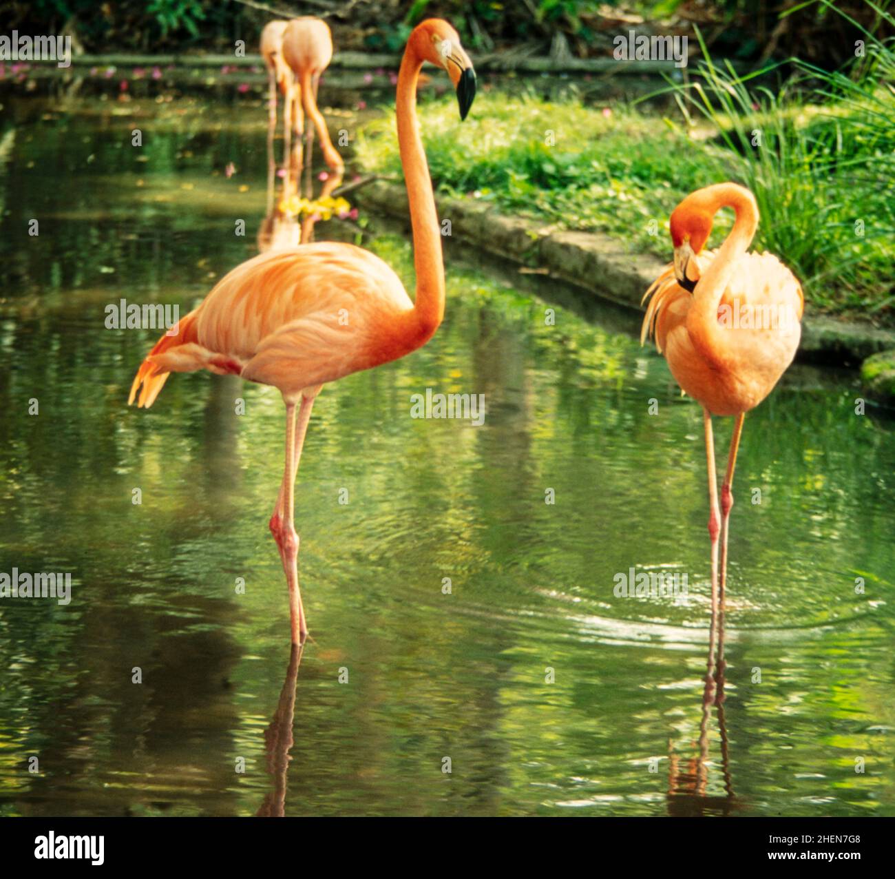 Zoo protected Flamingo in pond Stock Photo - Alamy