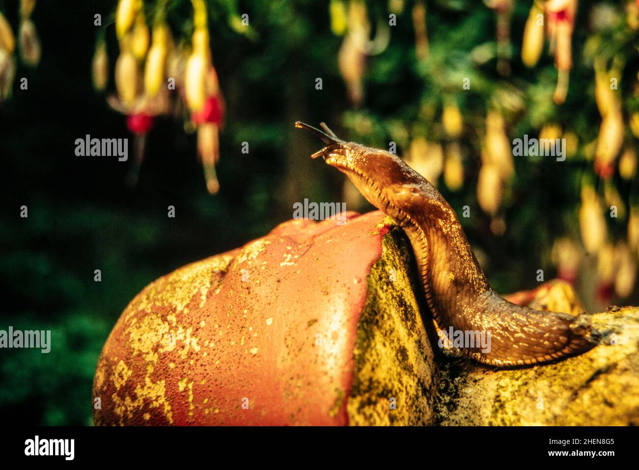 Slug anatomy hi-res stock photography and images - Alamy