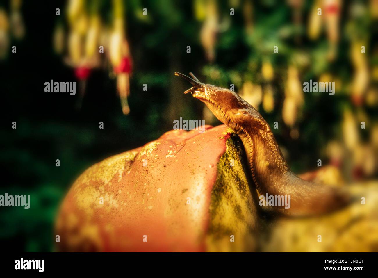 Evolutionary lineages hi-res stock photography and images - Alamy