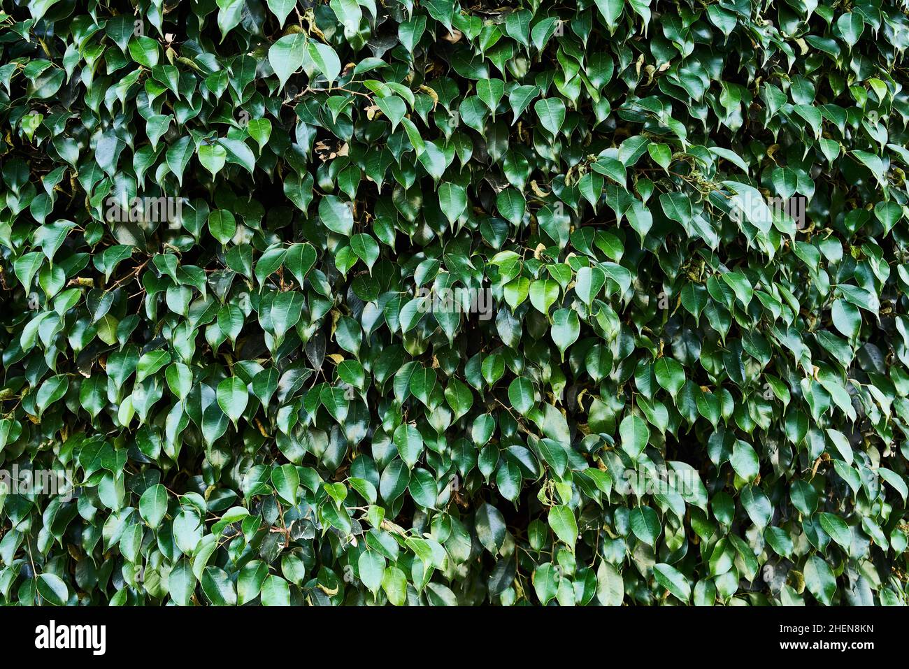 Green plant beautiful natural texture Stock Photo - Alamy