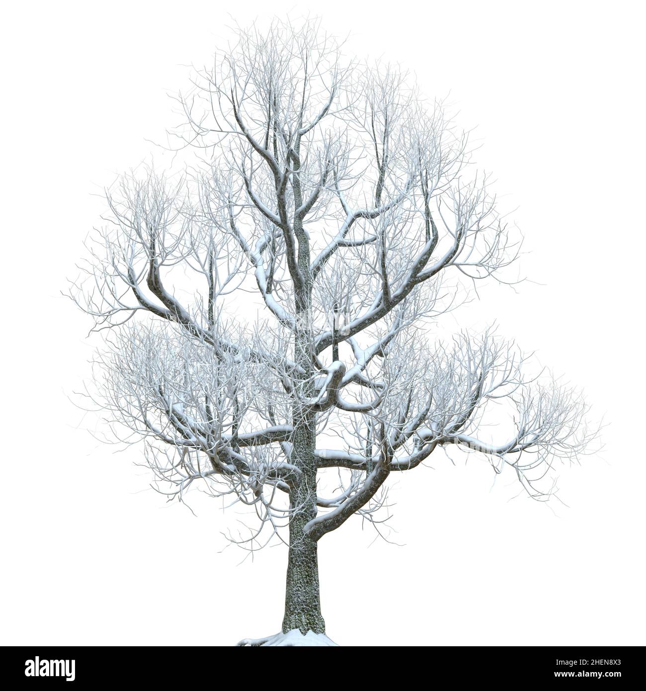3D illustration winter tree under the snow isolated on white background ...