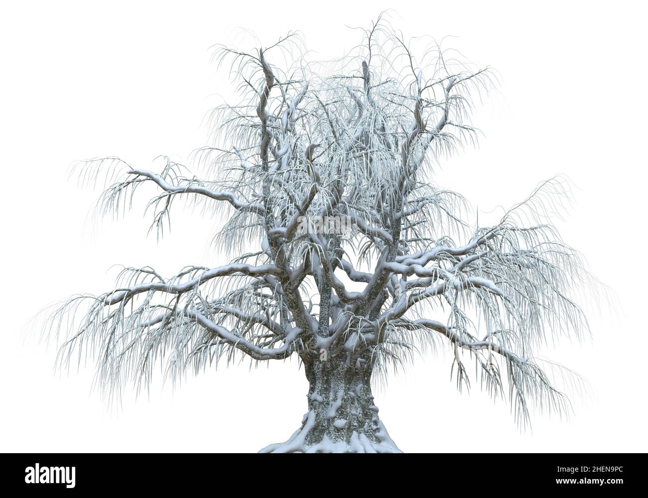 3D illustration winter tree under the snow isolated on white background ...