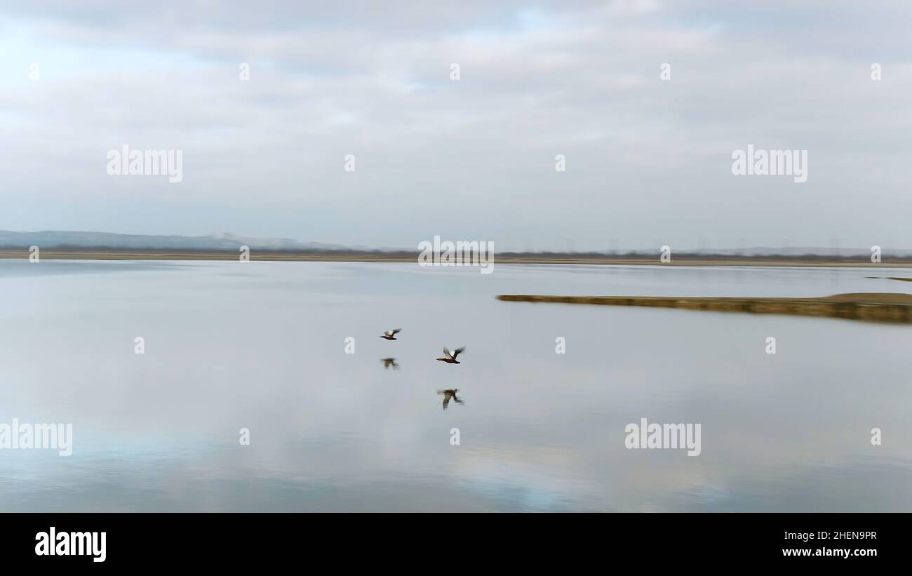 Aerial for flying wild ducks above the lake on blue sky background ...