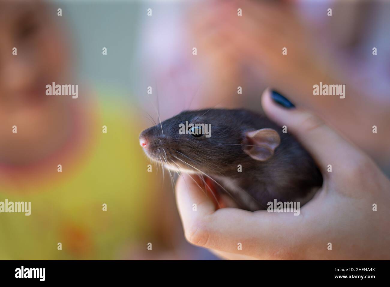 The hand holds the rat's view with close up Stock Photo - Alamy