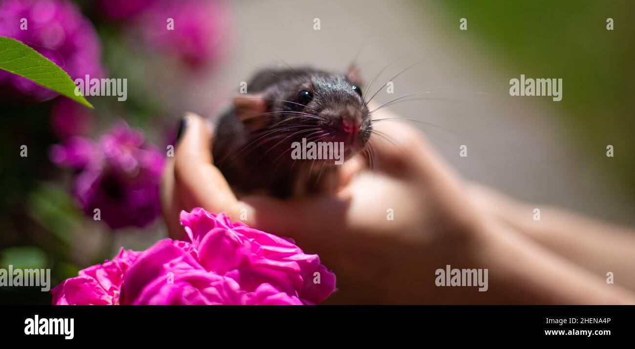 The hand holds the rat's view with close up Stock Photo - Alamy