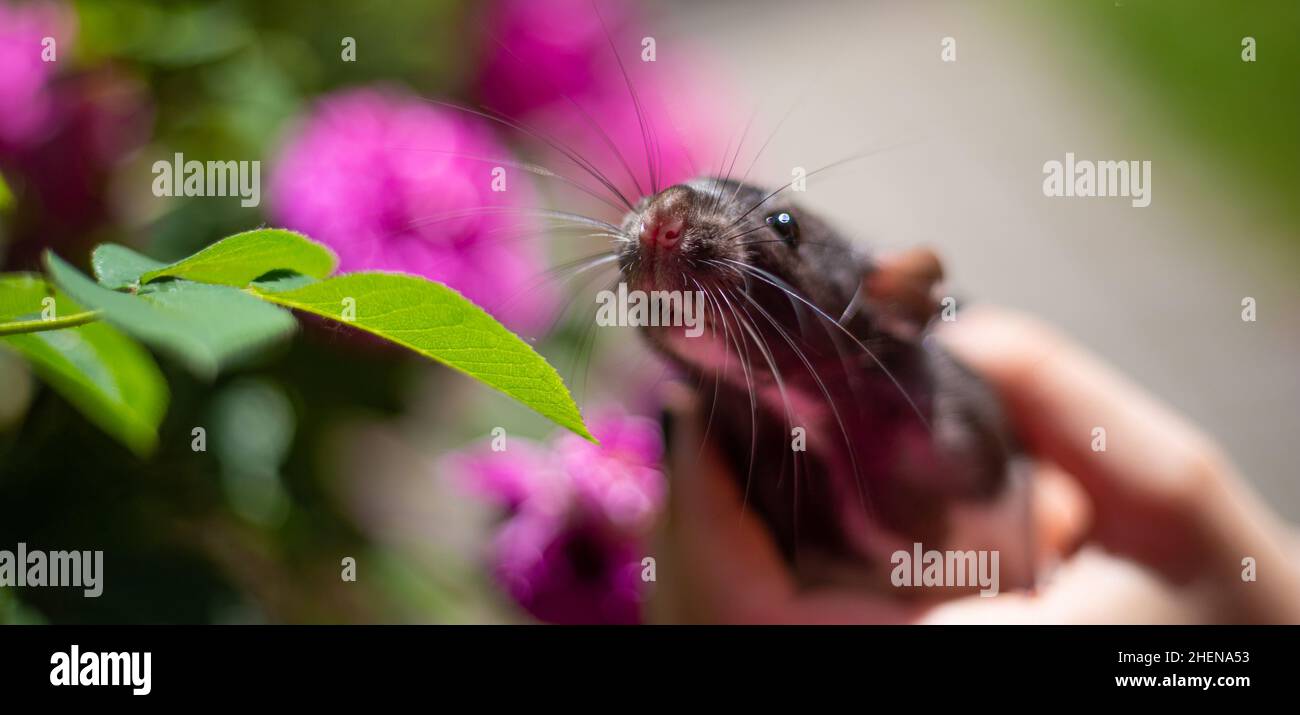 The hand holds the rat's view with close up Stock Photo - Alamy