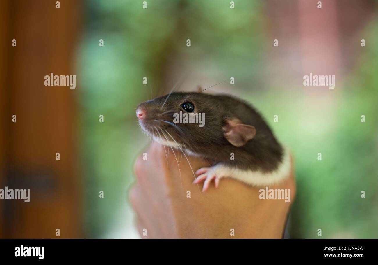 The hand holds the rat's view with close up Stock Photo - Alamy