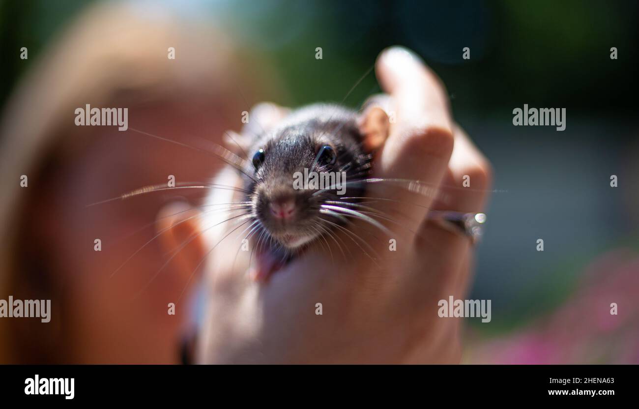 Hairy human ear hi-res stock photography and images - Alamy