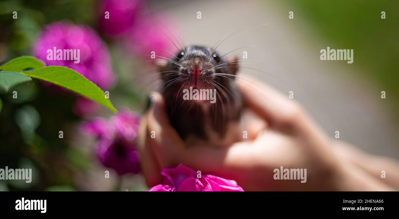 Hairy human ear hi-res stock photography and images - Alamy