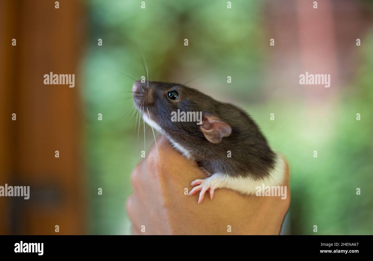 The hand holds the rat's view with close up Stock Photo - Alamy