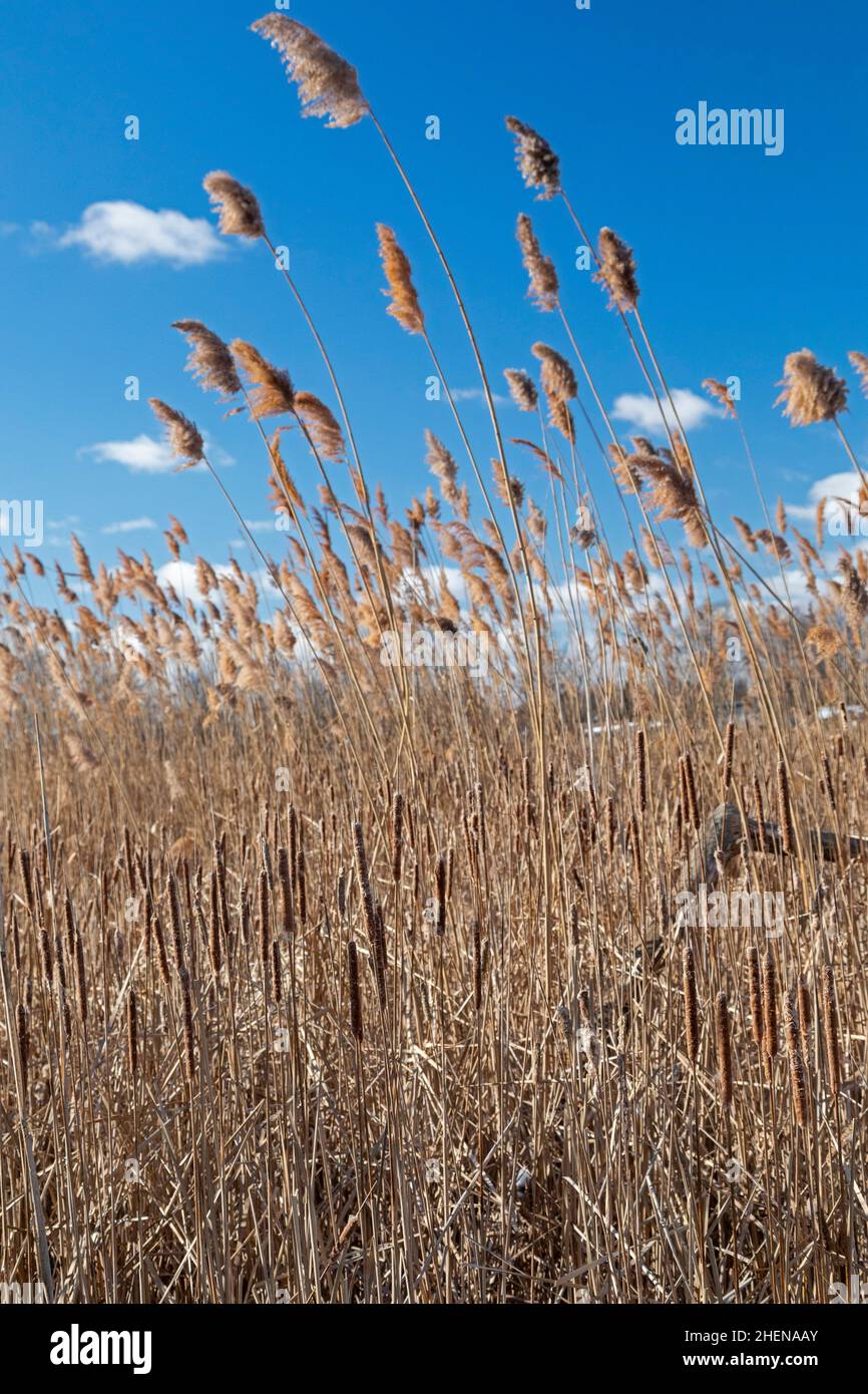 Harrison Twp., Michigan - Native cattails and other plants are being ...