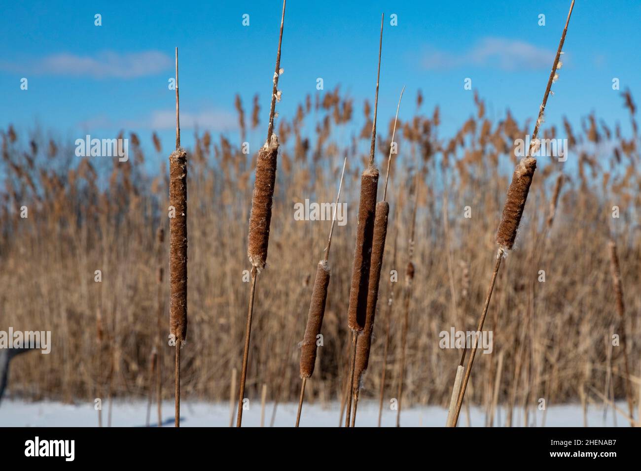 Harrison Twp., Michigan - Native cattails and other plants are being ...