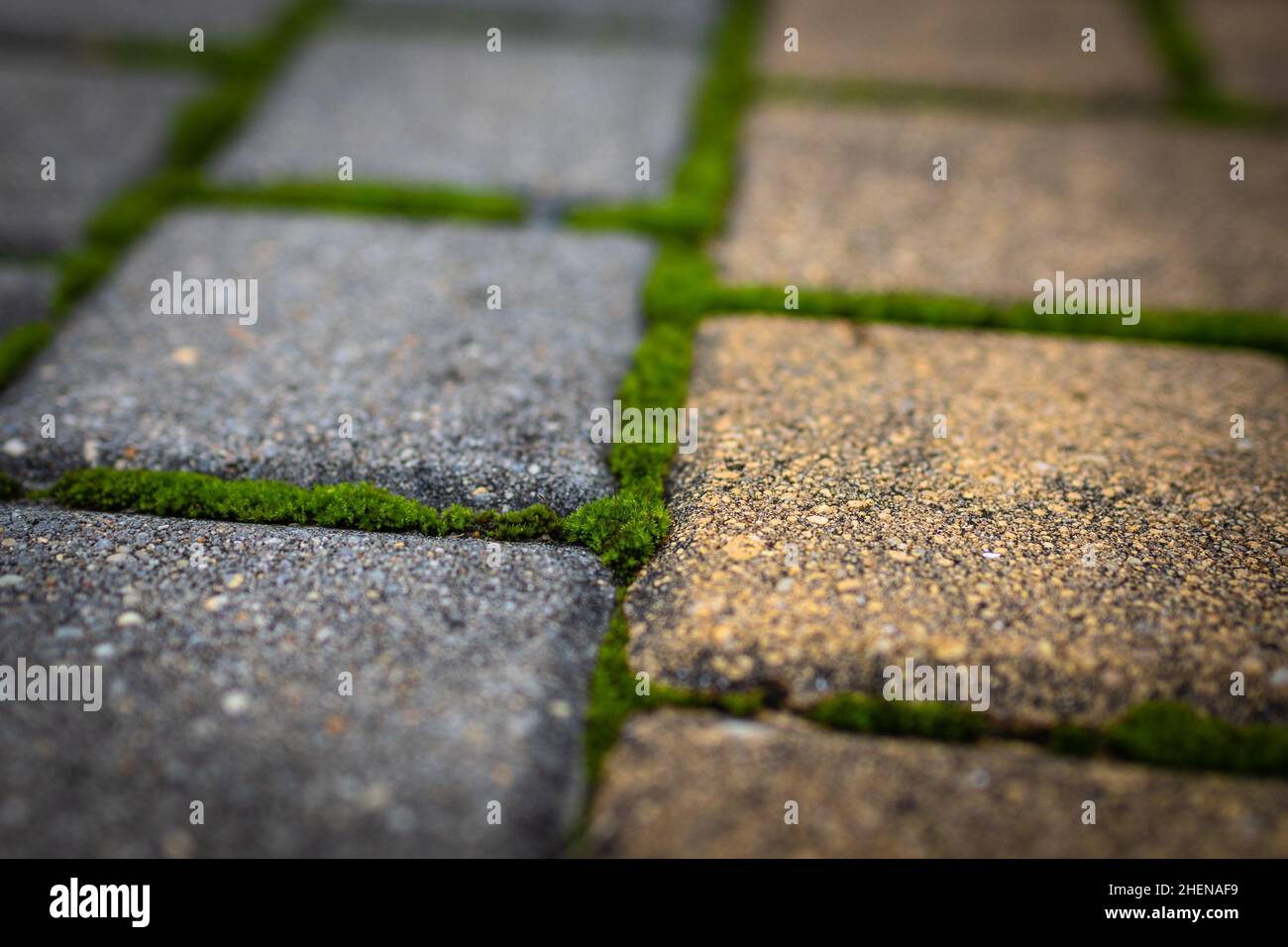Moss. The park's stone path is covered in green moss Stock Photo - Alamy