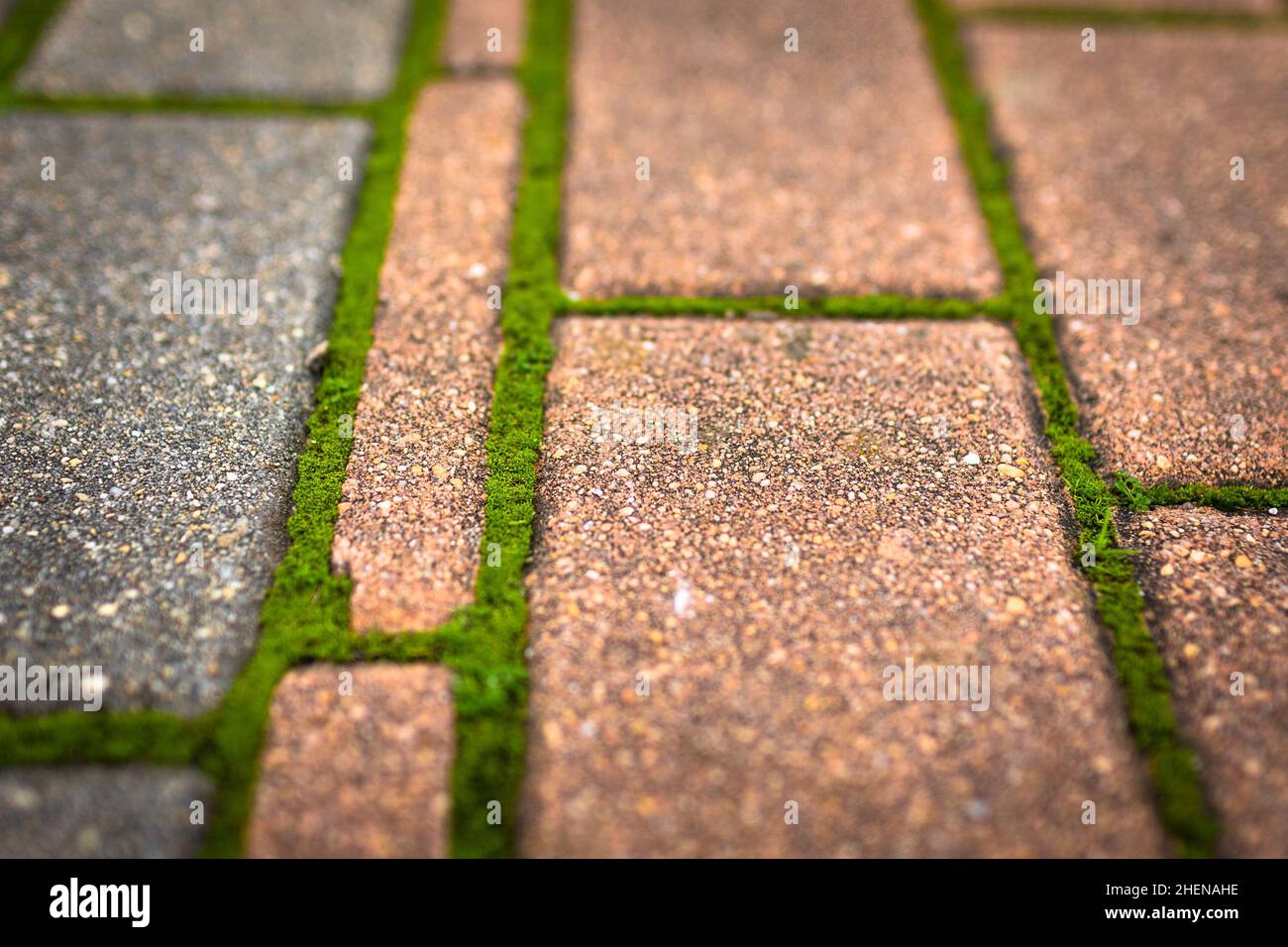 Moss. The park's stone path is covered in green moss Stock Photo - Alamy