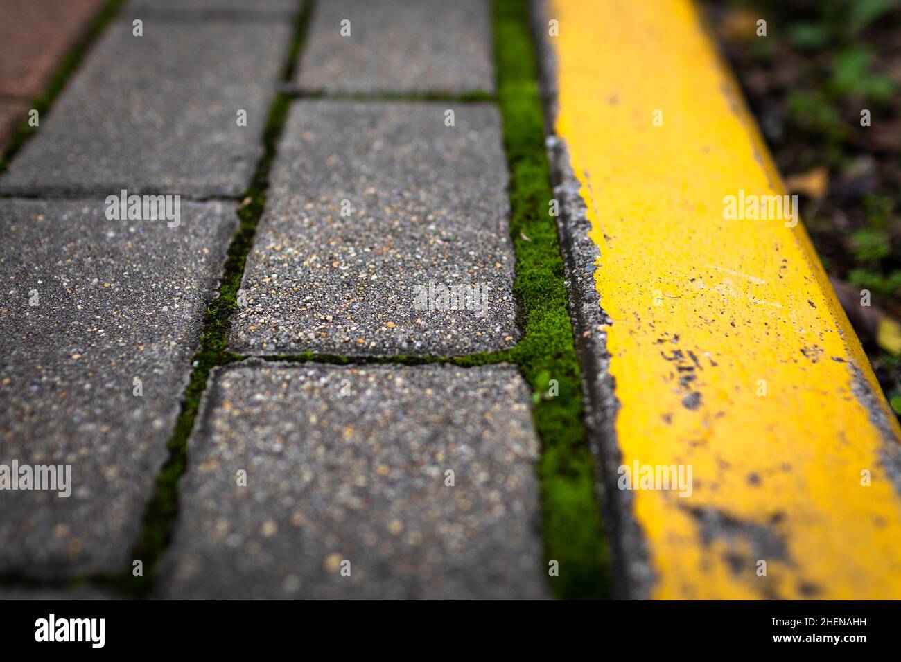 Moss. The park's stone path is covered in green moss Stock Photo - Alamy