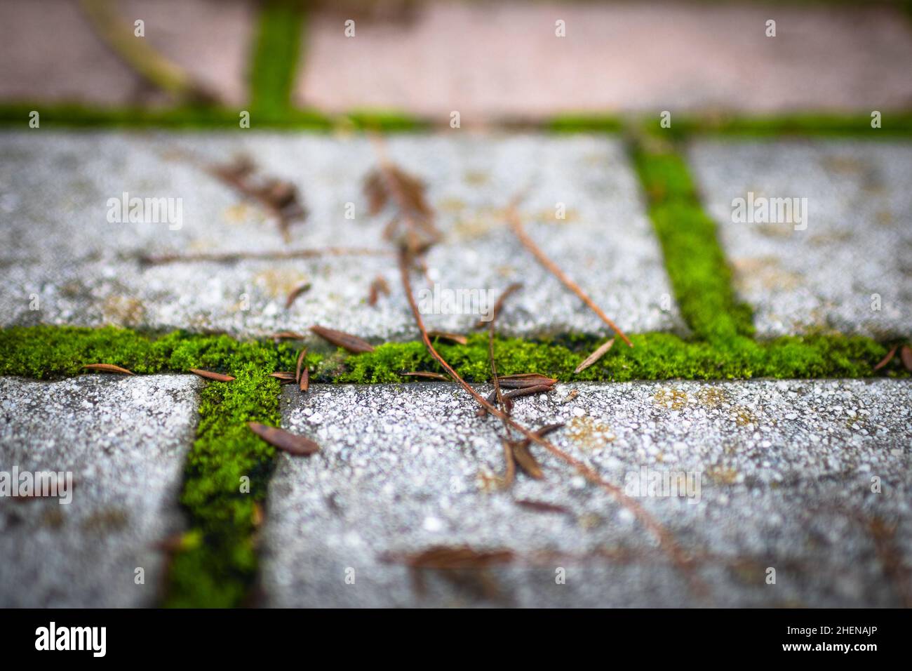 Moss. The park's stone path is covered in green moss Stock Photo - Alamy