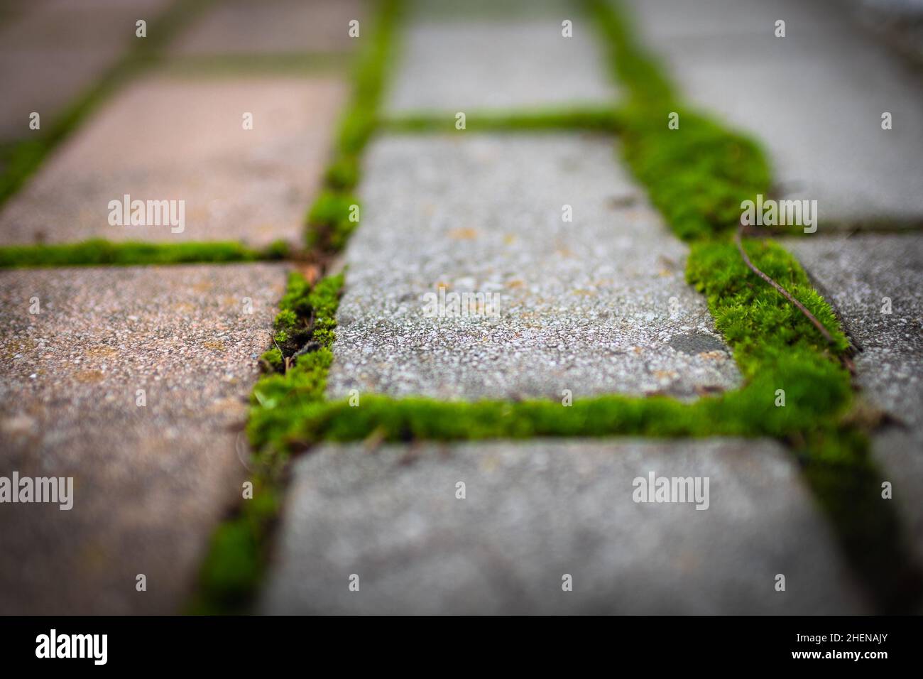 Moss. The park's stone path is covered in green moss Stock Photo - Alamy