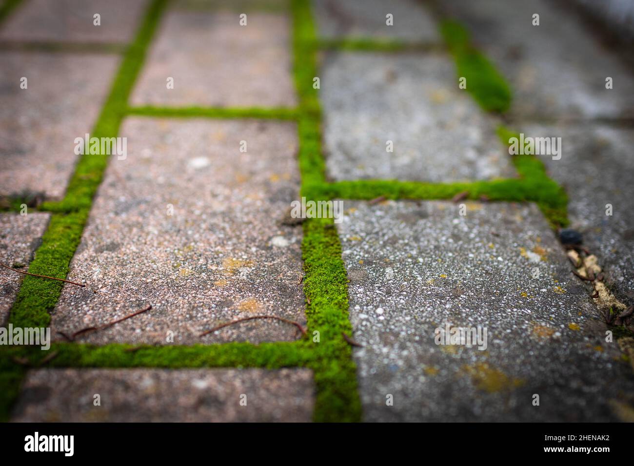 Moss. The park's stone path is covered in green moss Stock Photo - Alamy