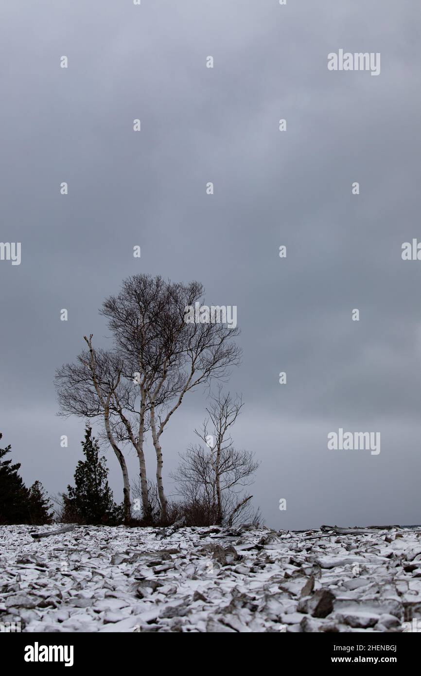 A few lonely trees in winter at the edge of Lake Huron with shale rocks ...