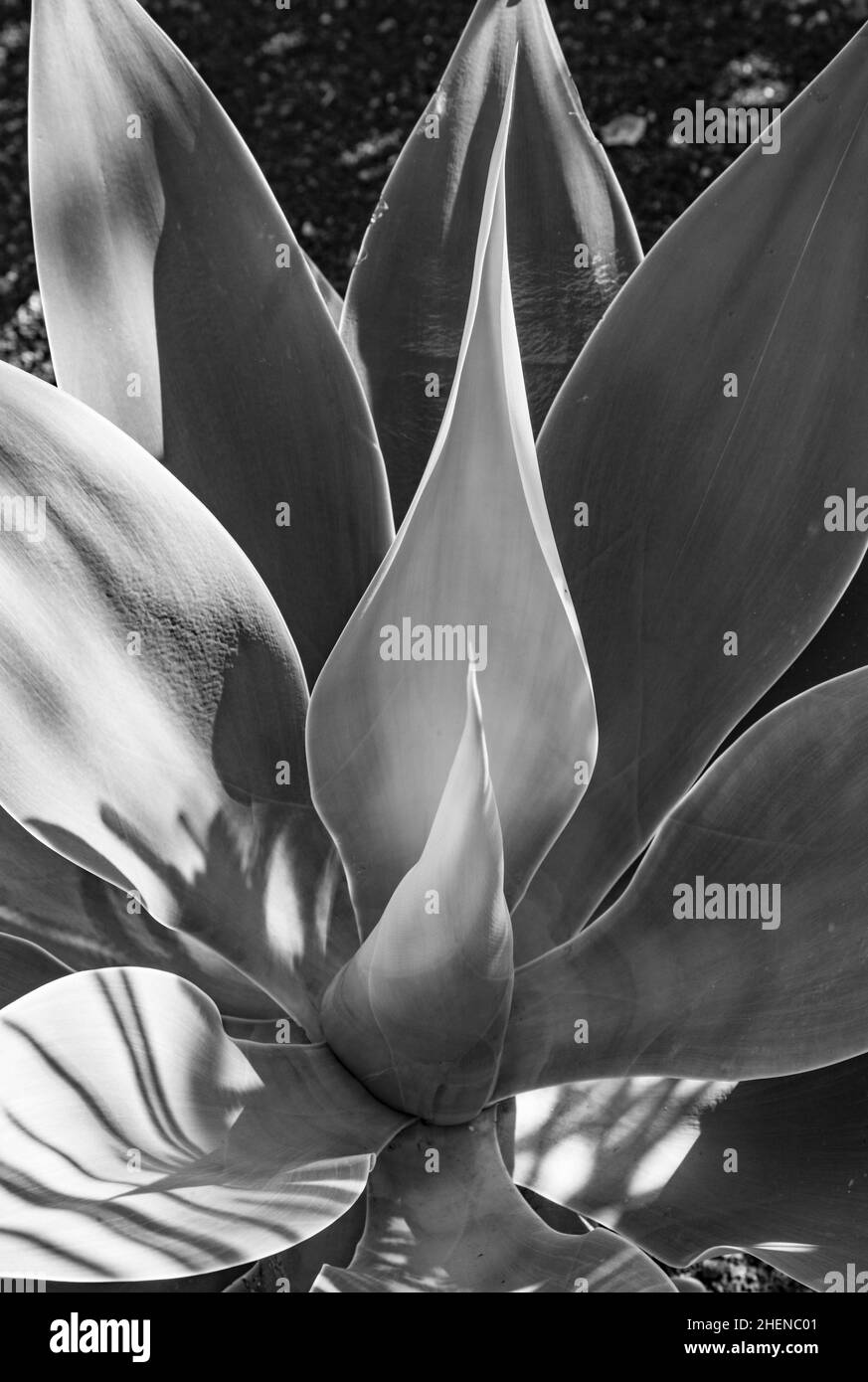 Agave plant in natural sunlight Stock Photo - Alamy