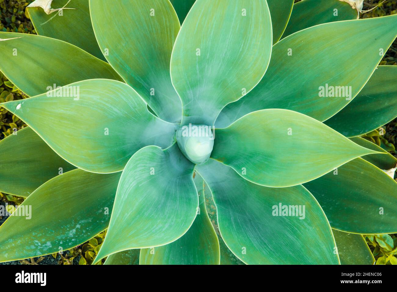 Agave plant in natural sunlight Stock Photo - Alamy
