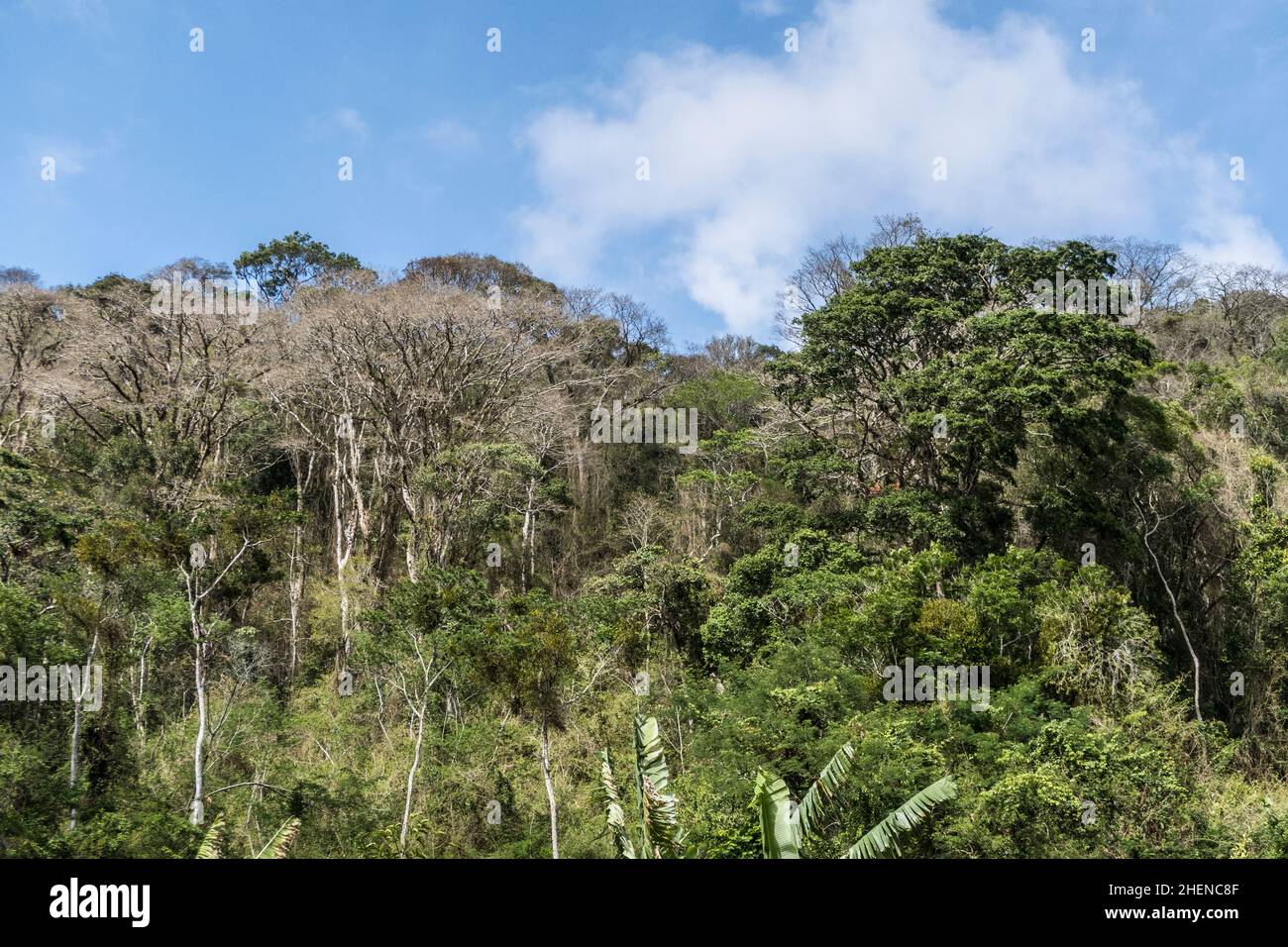 scenic rainforest at Macuca in Brazil under blue sky Stock Photo - Alamy