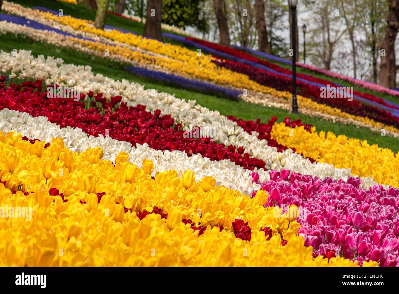 Colorful Tulips At Emirgan Park, Istanbul Stock Photo - Alamy