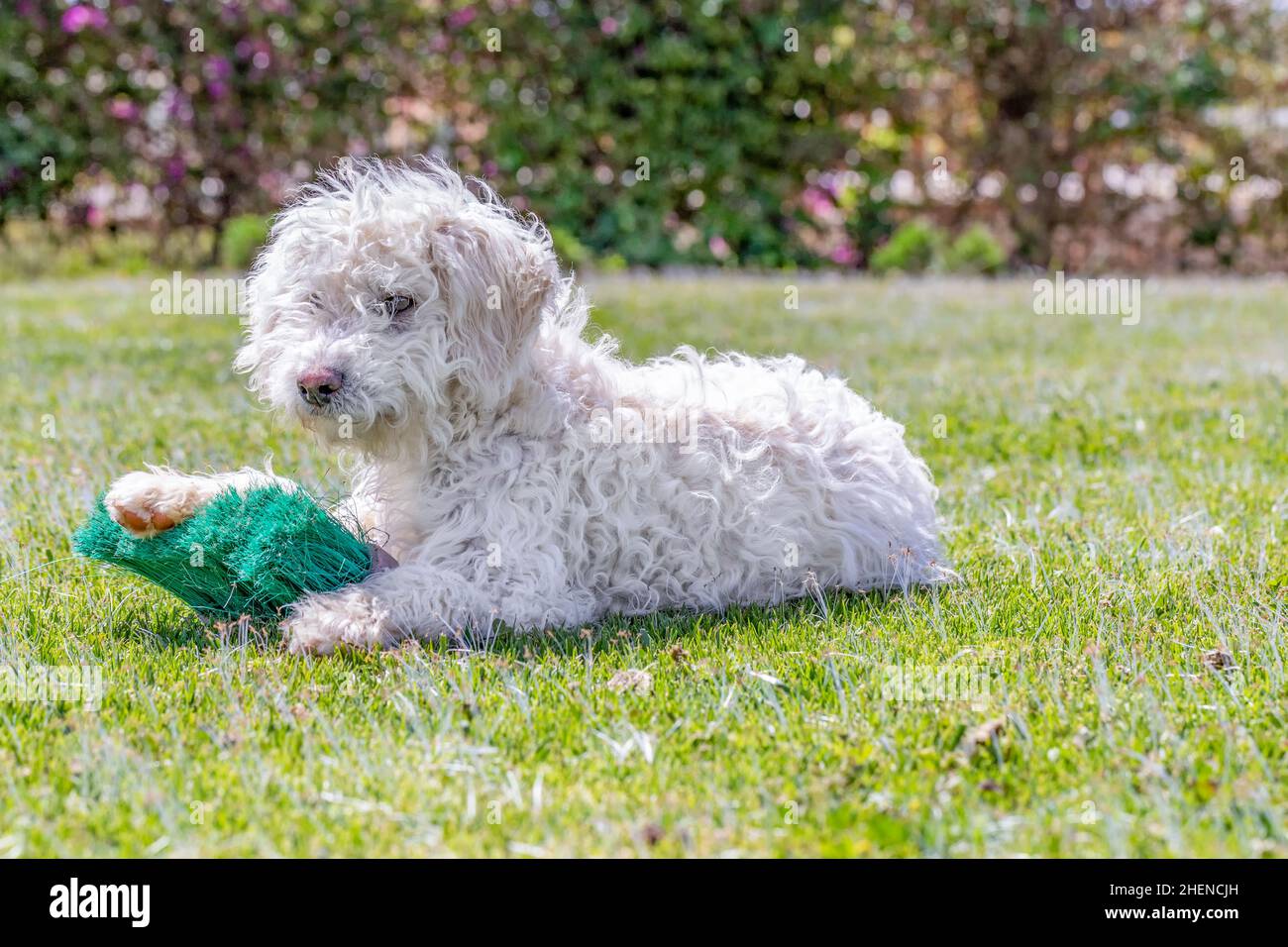 white maltese dog has fun playing in the garden at the grass Stock ...