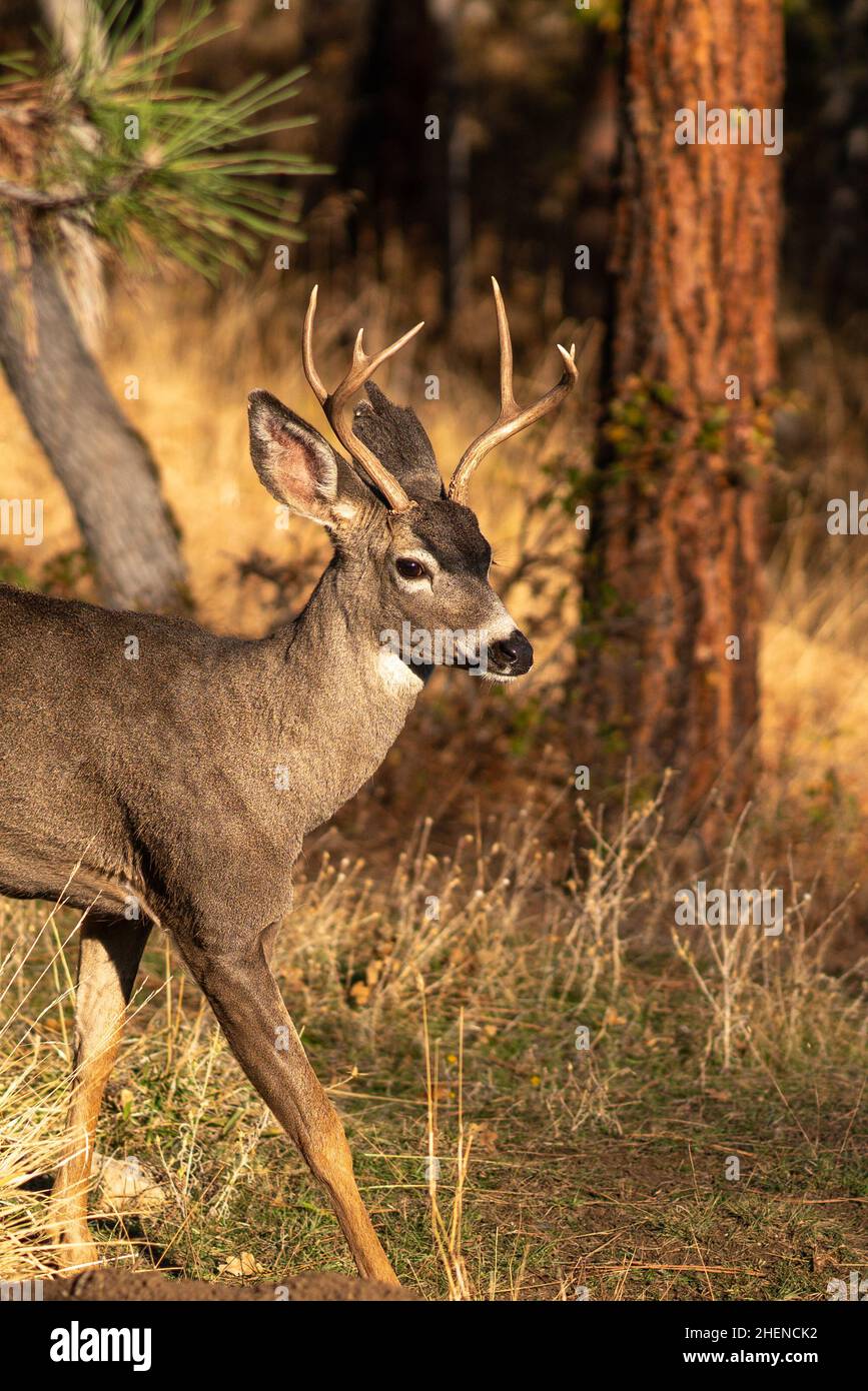 White-tailed Deer Buck in the Wilderness. Oregon, Ashland, Fall Stock ...