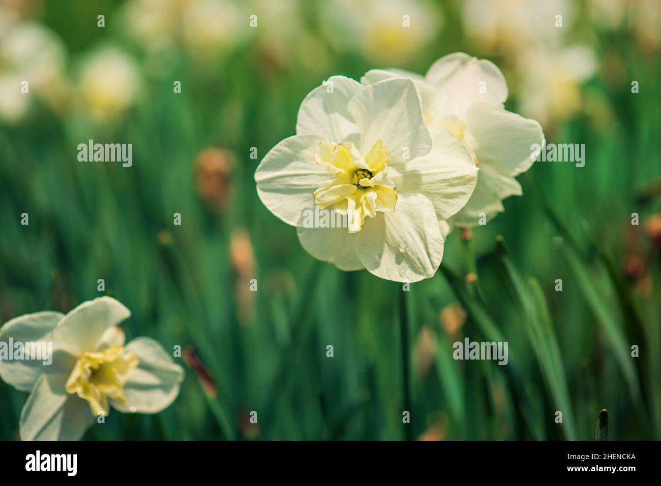White daffodill hi-res stock photography and images - Alamy