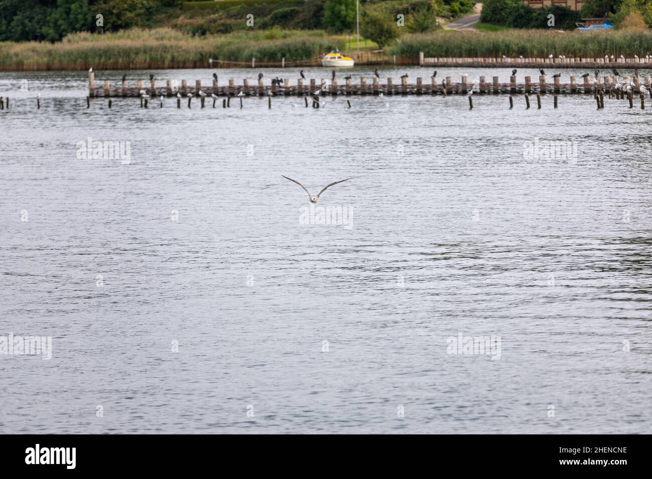Flying seagull with prey hi-res stock photography and images - Alamy