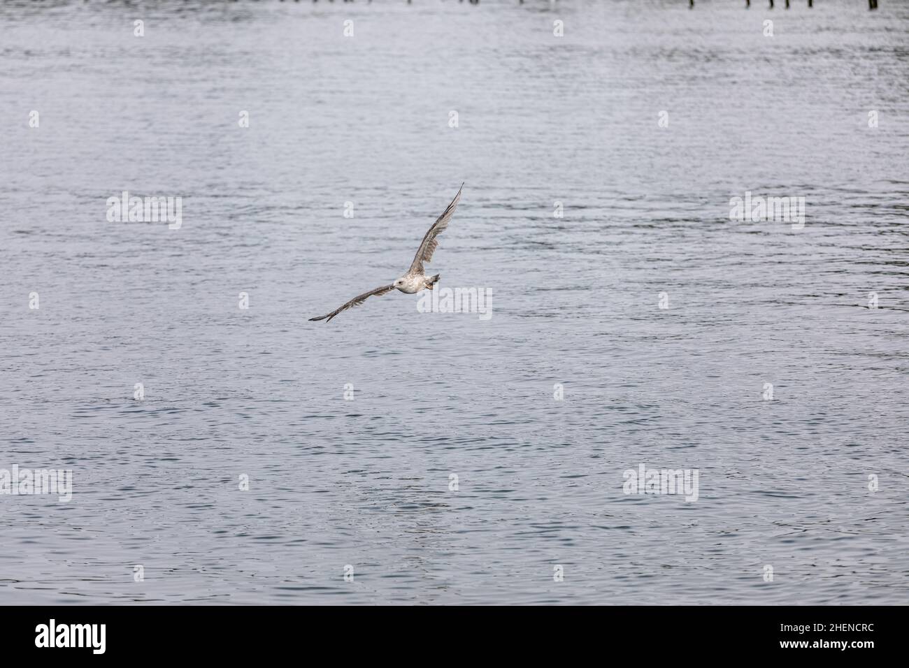 Seagull flying for prey on the coast Stock Photo - Alamy
