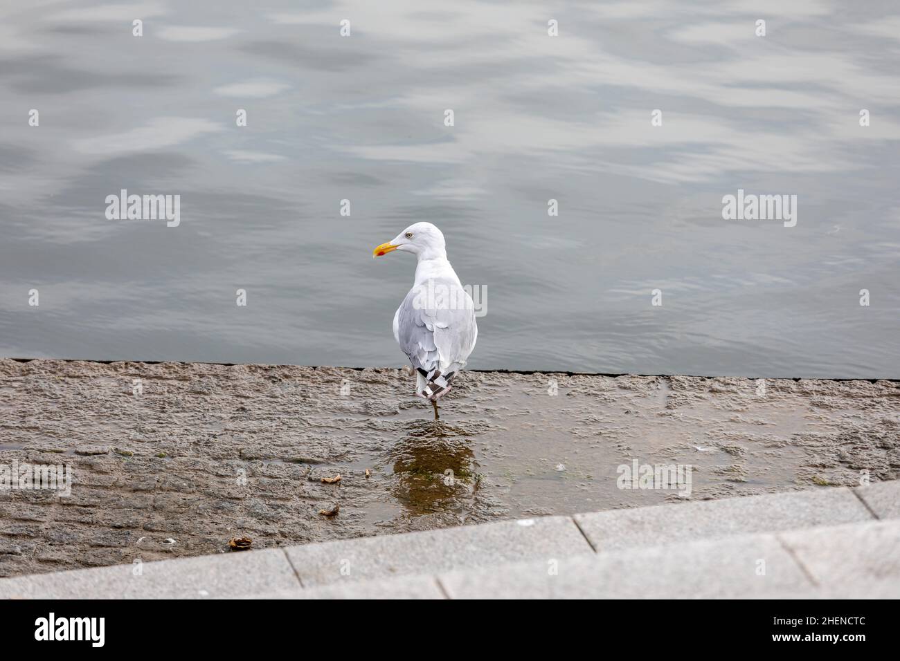 Waterfowl pier perch hi-res stock photography and images - Alamy