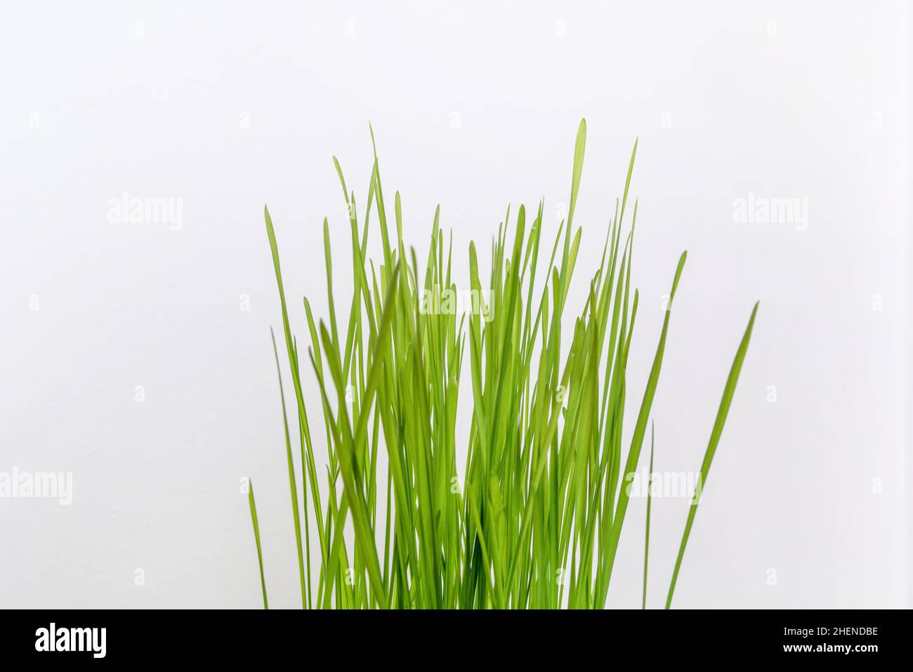 Wheat chlorophyll hi-res stock photography and images - Alamy