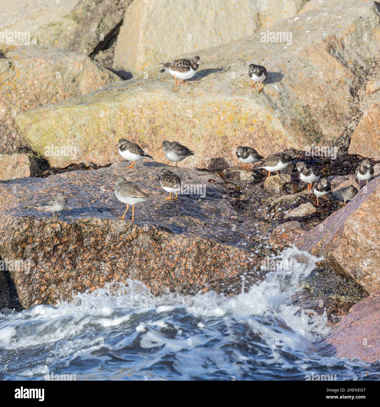Purple sandpiper and turnstones hi-res stock photography and images - Alamy