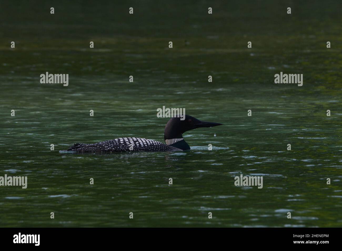Common Loon (Gavia immer) from Leelanau County, Michigan, USA Stock ...