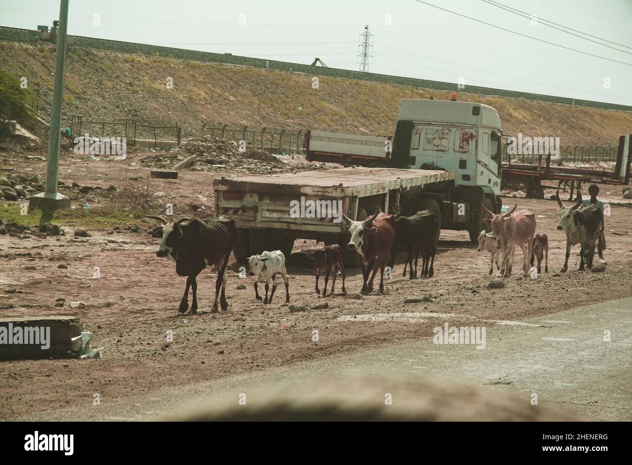 Cow shepherd hi-res stock photography and images - Alamy