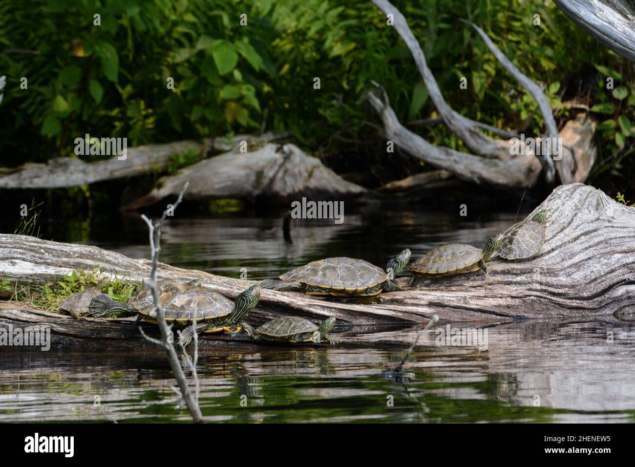 Northern Map Turtle (Graptemys geographica) from Leelanau County ...