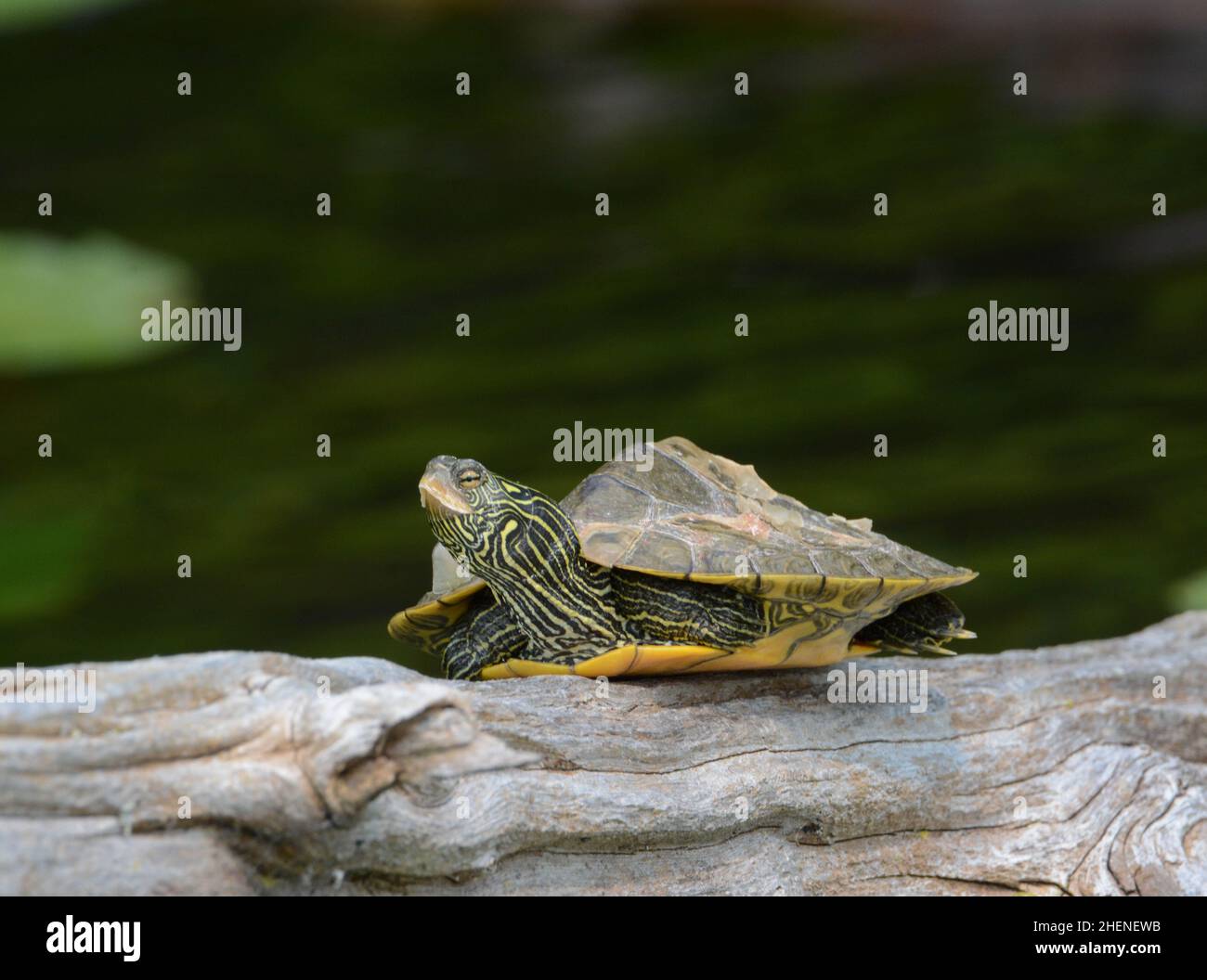 Northern Map Turtle (Graptemys geographica) from Leelanau County ...