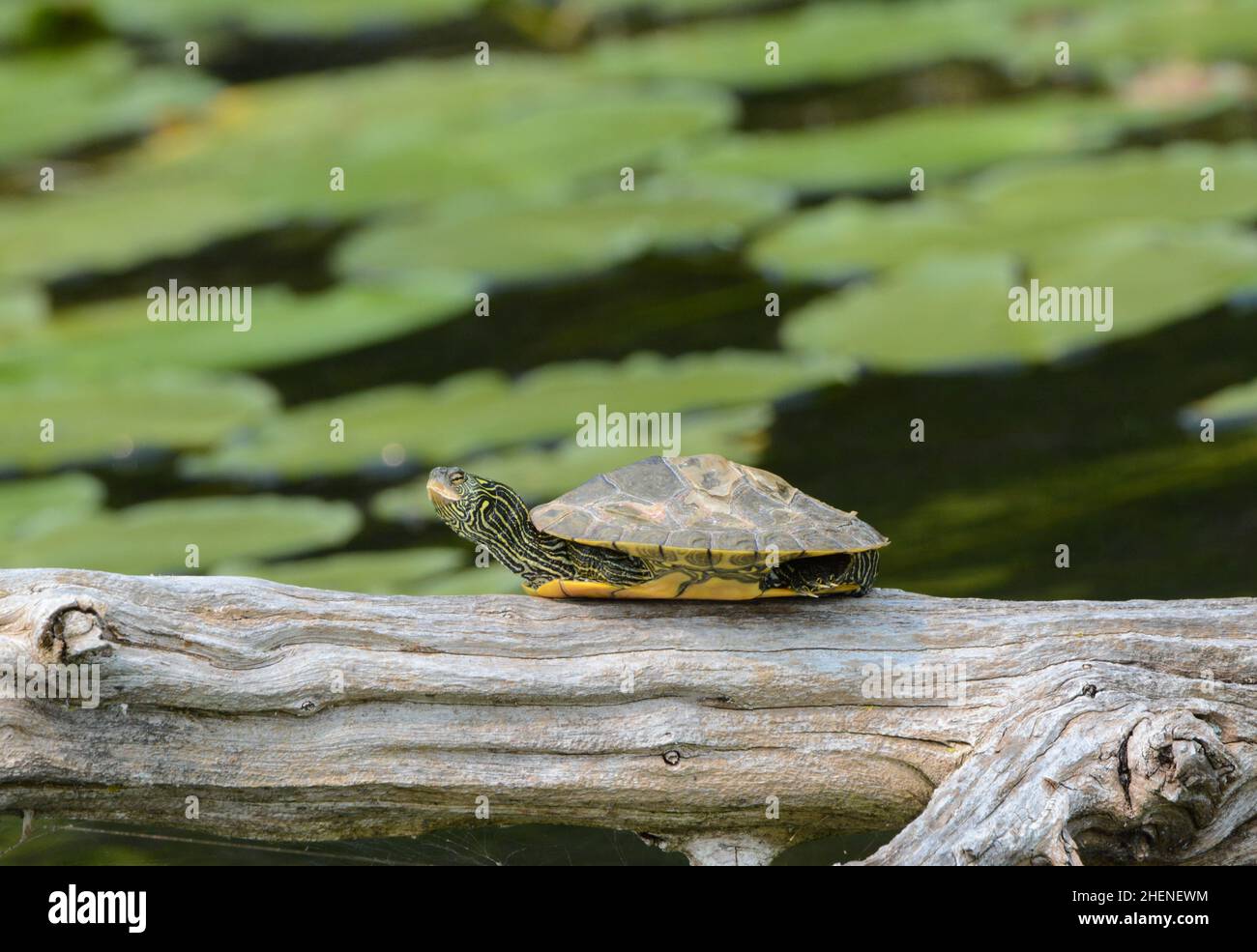 Northern Map Turtle (Graptemys geographica) from Leelanau County ...