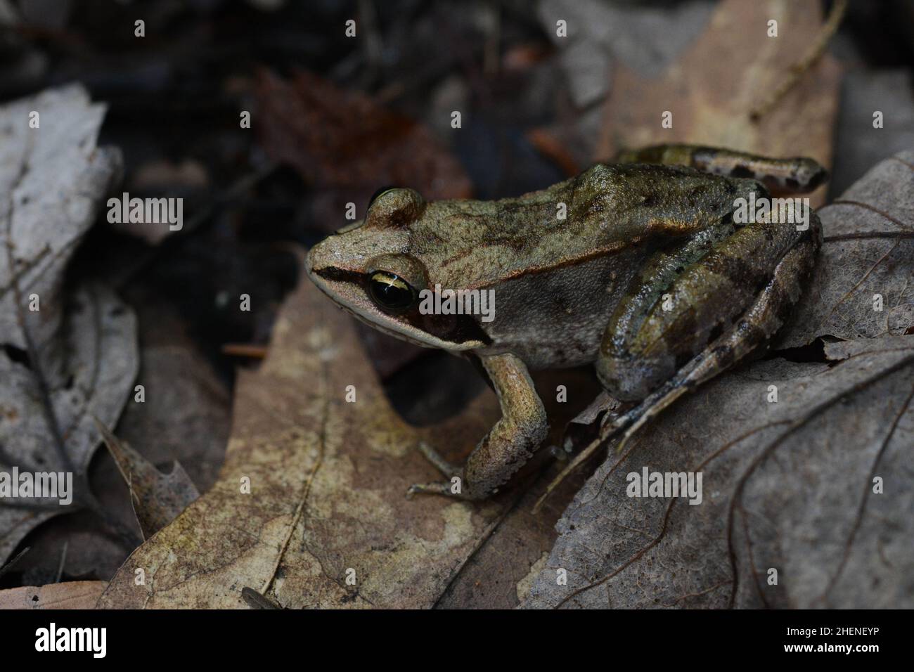Wood Frog (Lithobates sylvaticus) from Leelanau County, Michigan, USA ...