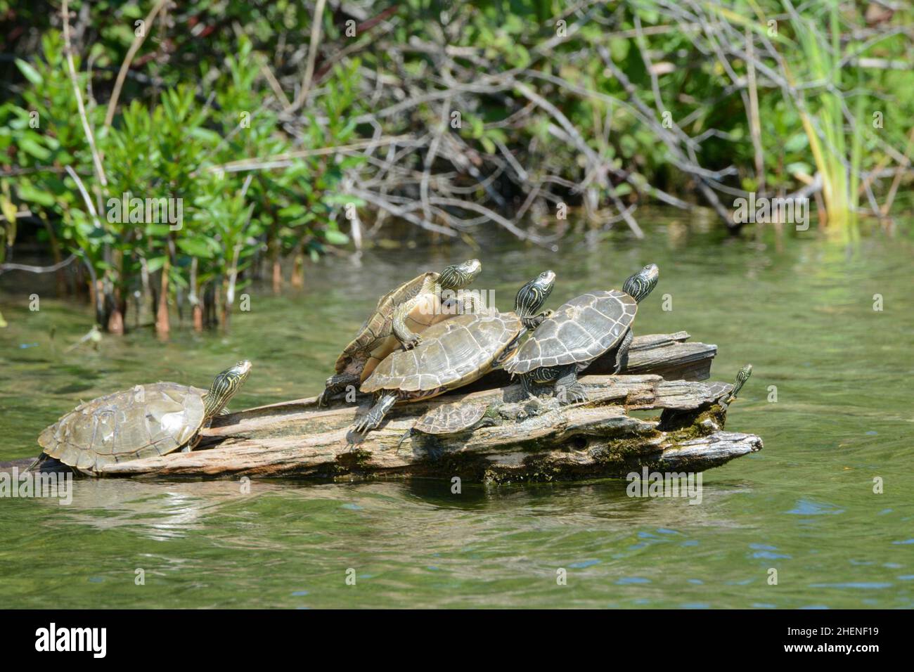 Northern Map Turtle (Graptemys geographica) from Leelanau County ...