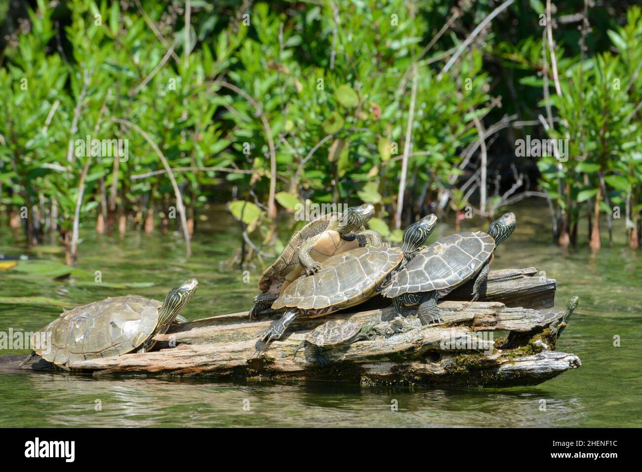 Northern Map Turtle (Graptemys geographica) from Leelanau County ...