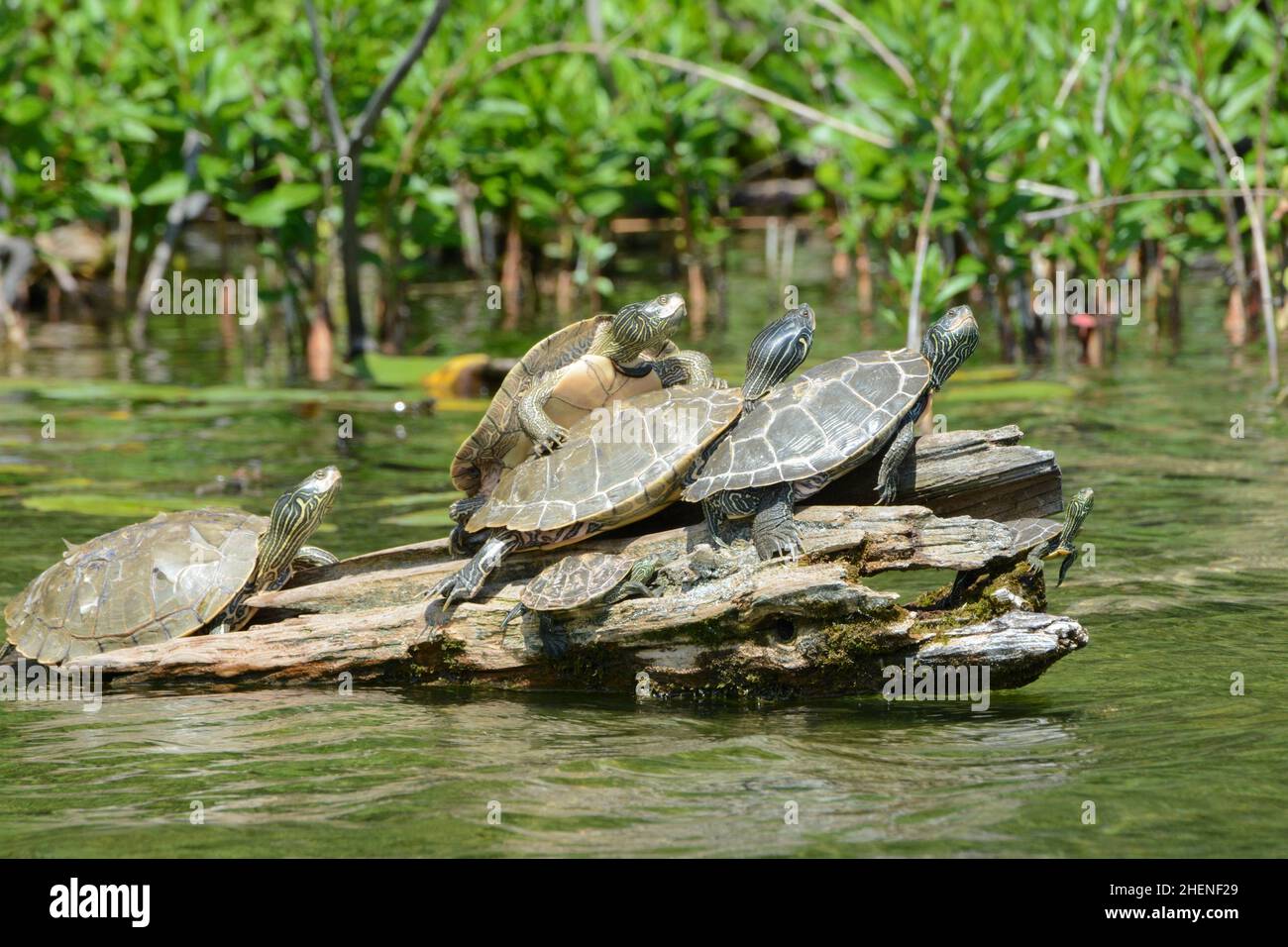 Northern Map Turtle (Graptemys geographica) from Leelanau County ...