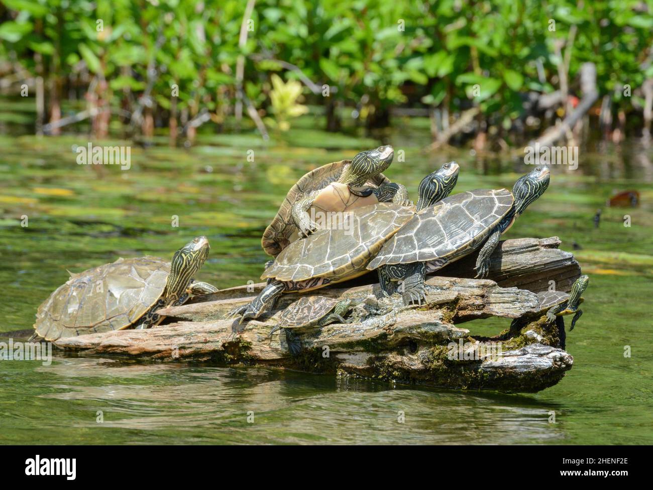 Northern Map Turtle (Graptemys geographica) from Leelanau County ...