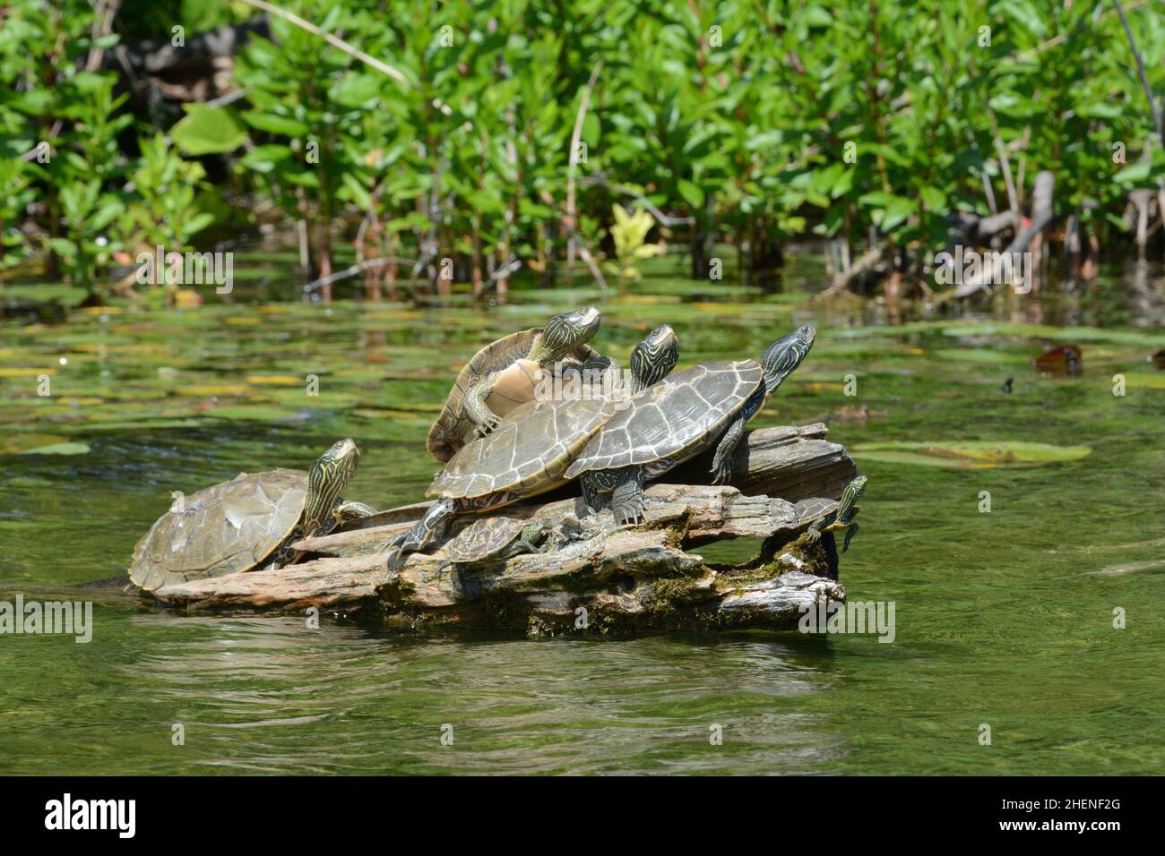 Northern Map Turtle (Graptemys geographica) from Leelanau County ...