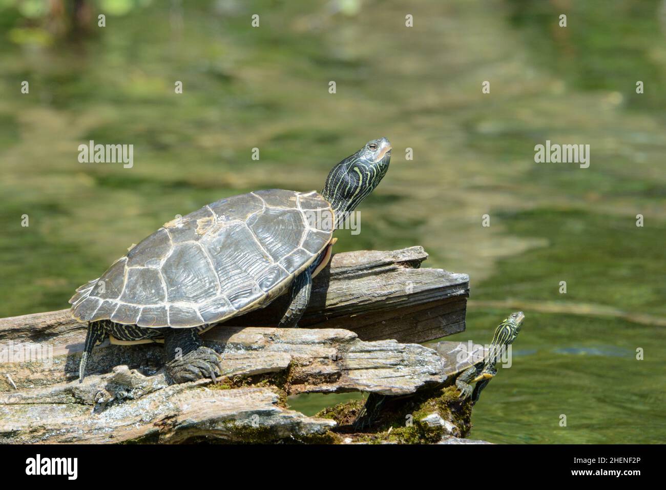 Northern Map Turtle (Graptemys geographica) from Leelanau County ...