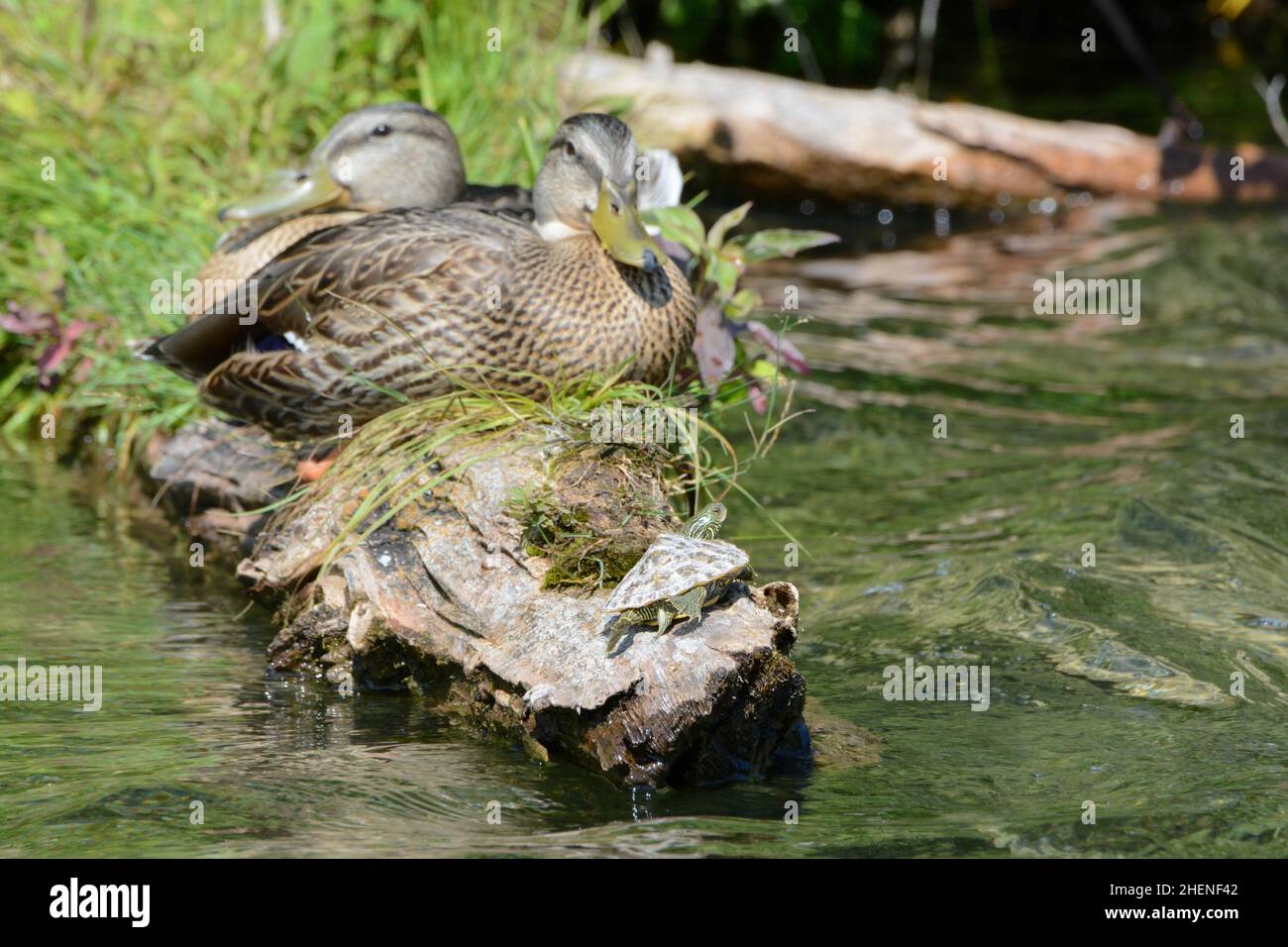 Northern Map Turtle (Graptemys geographica) from Leelanau County ...