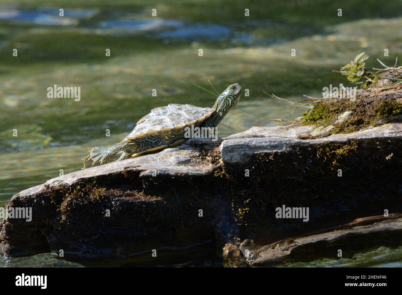 Northern Map Turtle (Graptemys geographica) from Leelanau County ...